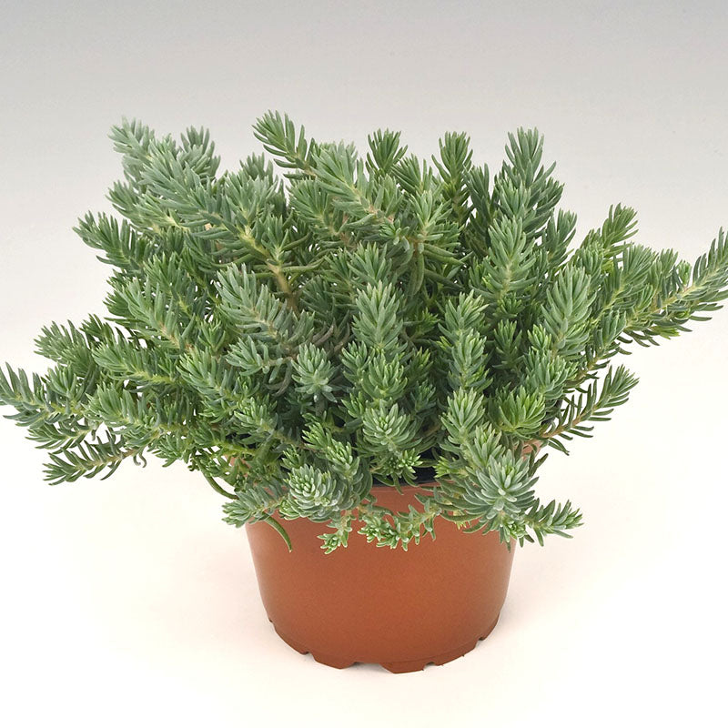 Sedum Oracle Seed – Harris Seeds