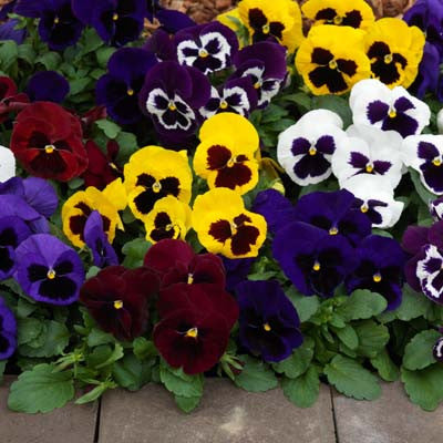 Pansy Mammoth Masquerade Mix F1 Seed – Harris Seeds