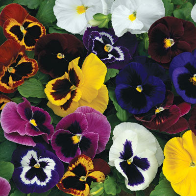 Pansy Mammoth Mix F1 Seed – Harris Seeds