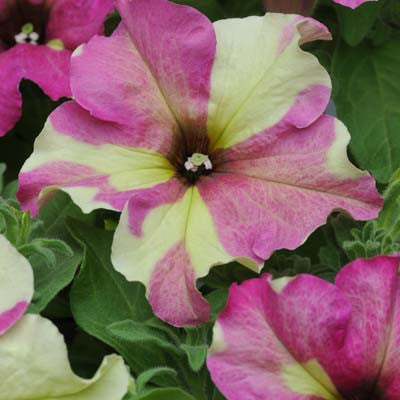 Petunia Sophistica Lime Bicolor Seed – Harris Seeds