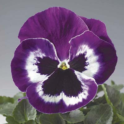 Pansy Delta Premium Violet/White F1 Seed – Harris Seeds