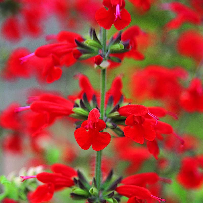 Salvia Summer Jewel Red Seed – Harris Seeds