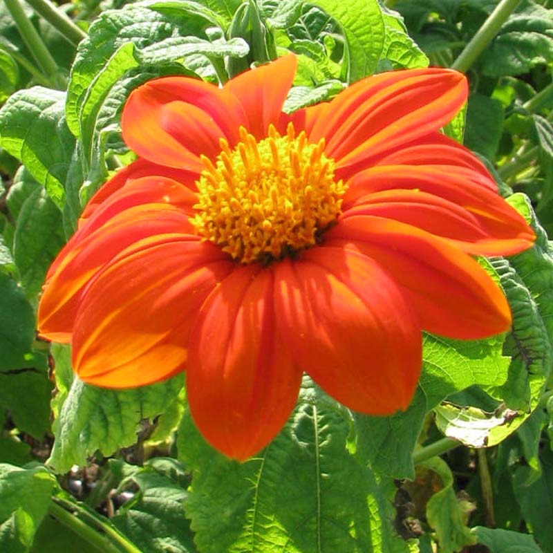 Tithonia Torch Seed – Harris Seeds