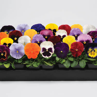 Pansy Spring Matrix Mix F1 Seed – Harris Seeds