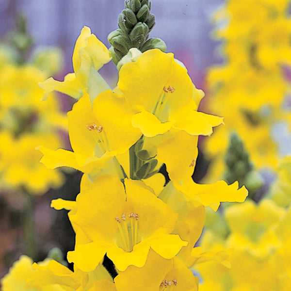Yellow Snapdragon Bouquet