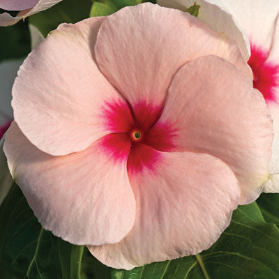 Vinca Cora Cascade Apricot F1 Seed – Harris Seeds