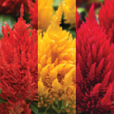 Celosia First Flame Mix Seed – Harris Seeds