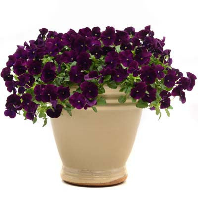 Pansy Cool Wave® Purple Seed – Harris Seeds
