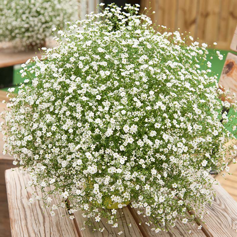 Gypsophila Gypsy White Seed – Harris Seeds