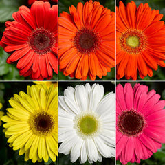 Gerbera Daisy Seeds – Harris Seeds