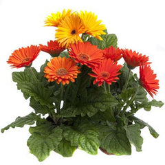 Gerbera Daisy Seeds – Harris Seeds