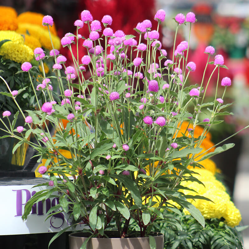 Gomphrena Ping Pong Lavender Seed – Harris Seeds