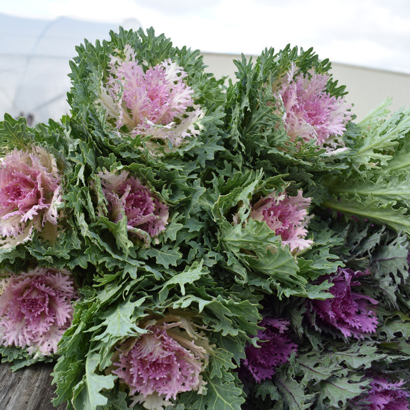 Ornamental Kale Crane Feather King F1 Seed – Harris Seeds