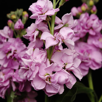 Shop Beautiful Stock Seeds – Harris Seeds