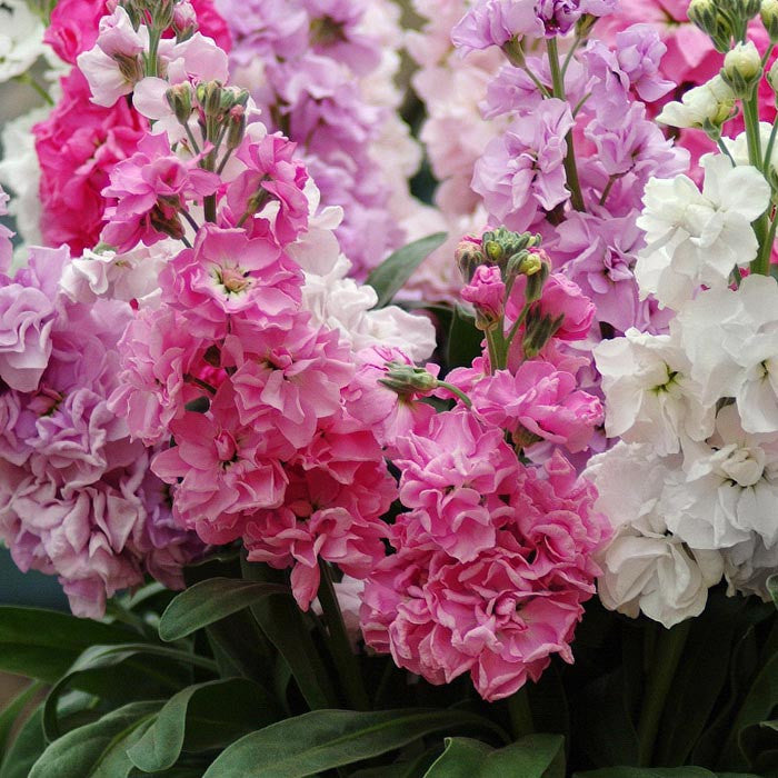 Stock Katz Pink Seed – Harris Seeds