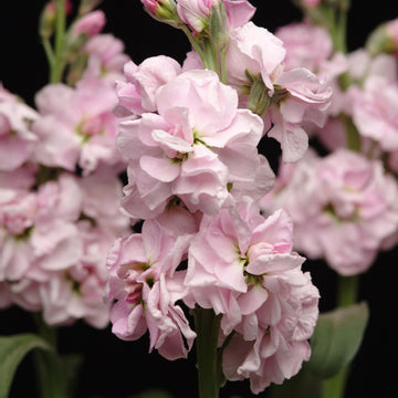 Shop Beautiful Stock Seeds – Harris Seeds