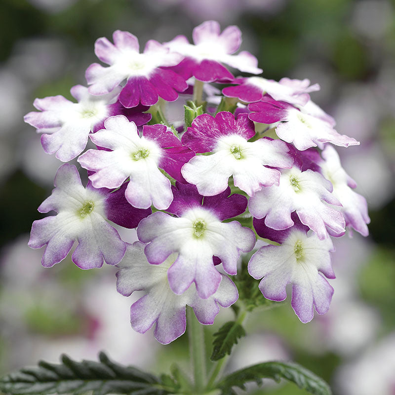 Verbena Obsession Twister Purple Seed – Harris Seeds