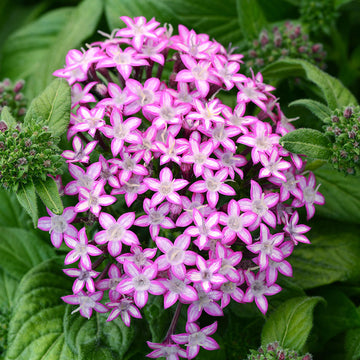 Attract Butterflies with Pentas – Shop – Harris Seeds