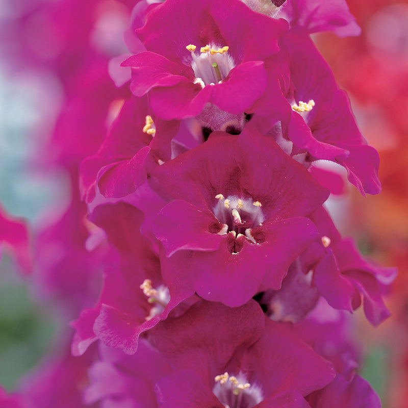 Snapdragon Chantilly Purple F1 Seed – Harris Seeds