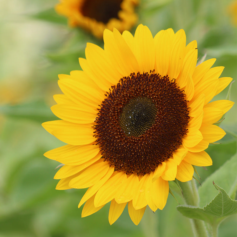 Sunflower Sunrich Summer Provence F1 Seed – Harris Seeds