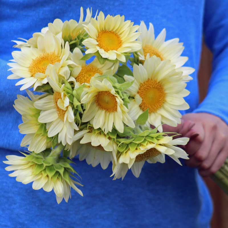 Sunflower ProCut White Lite F1 Seed – Harris Seeds