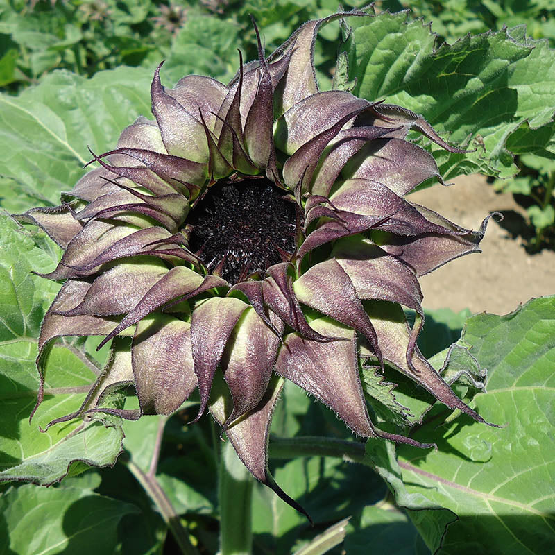 Sunflower SunFill™ Purple F1 Seed – Harris Seeds