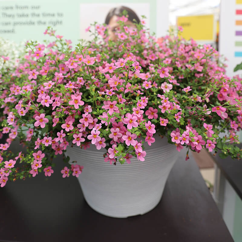 Bacopa Pinktopia® Seed – Harris Seeds