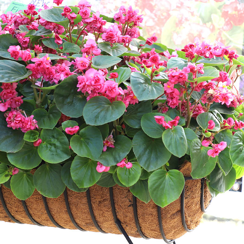 Begonia Fiona Rose Seed – Harris Seeds