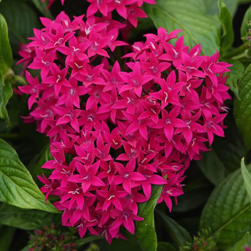Pentas Lucky Star Lipstick F1 Seed – Harris Seeds