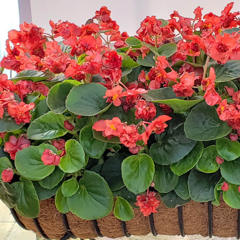 Begonia Fiona Red Seed – Harris Seeds
