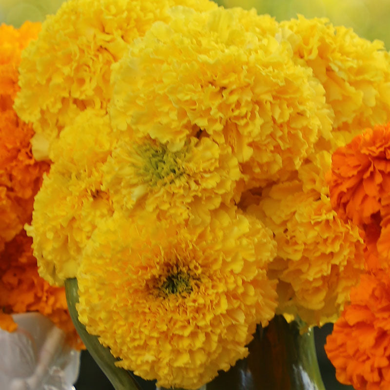 Marigold Coco Deep Yellow Seed – Harris Seeds