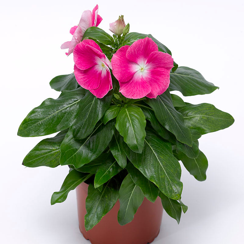 Vinca Cora XDR Pink Halo F1 Seed – Harris Seeds
