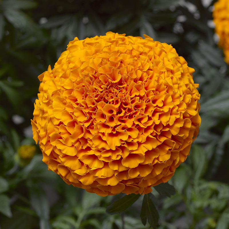 Marigold Inca II Deep Orange F1 Seed – Harris Seeds