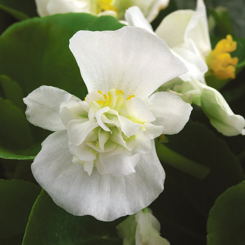 Begonia Fiona White Seed – Harris Seeds