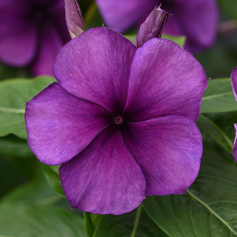Vinca Tattoo™ Blueberry Seed – Harris Seeds