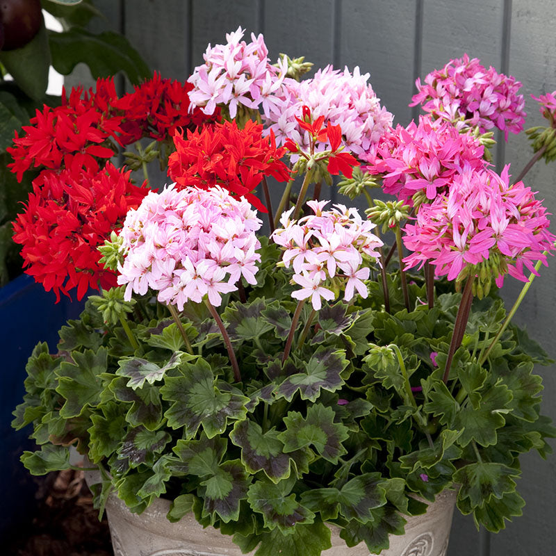 Geranium Quantum Mix F1 Seed – Harris Seeds