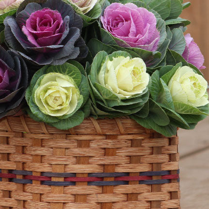 Ornamental Kale Cut Flower Collection Seed – Harris Seeds