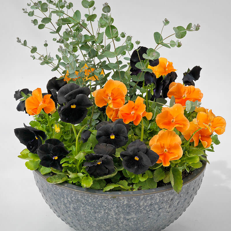 Pansy Inspire Mix