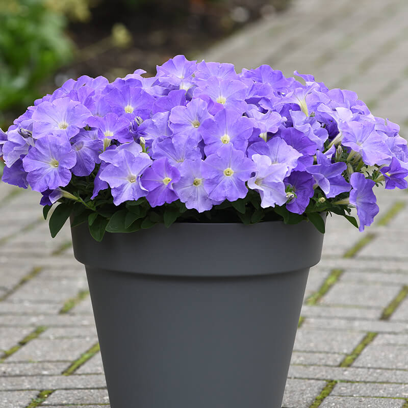 Petunia E3 Easy Wave Blue Sky F1 Seed – Harris Seeds