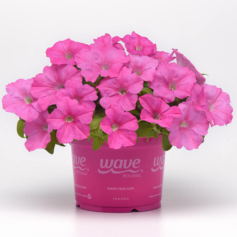Petunia E3 Easy Wave Pink F1 Seed – Harris Seeds