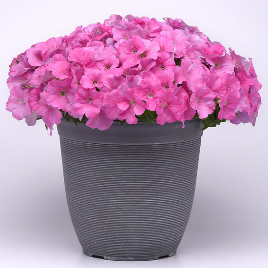 Petunia E3 Easy Wave Pink F1 Seed – Harris Seeds