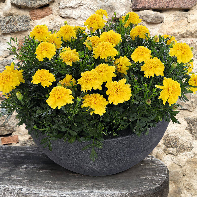 Yellow French Marigold