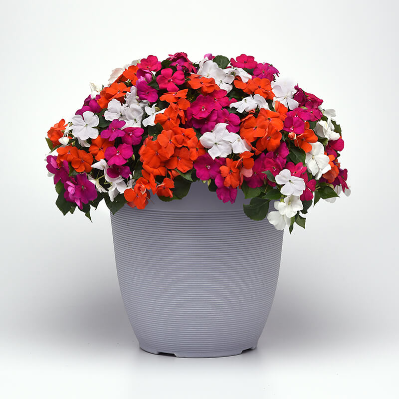 Impatiens Beacon Mix Lindau F1 Seed – Harris Seeds