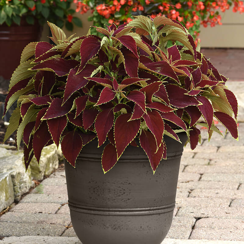 Coleus Premium Sun Ruby Heart Seed – Harris Seeds