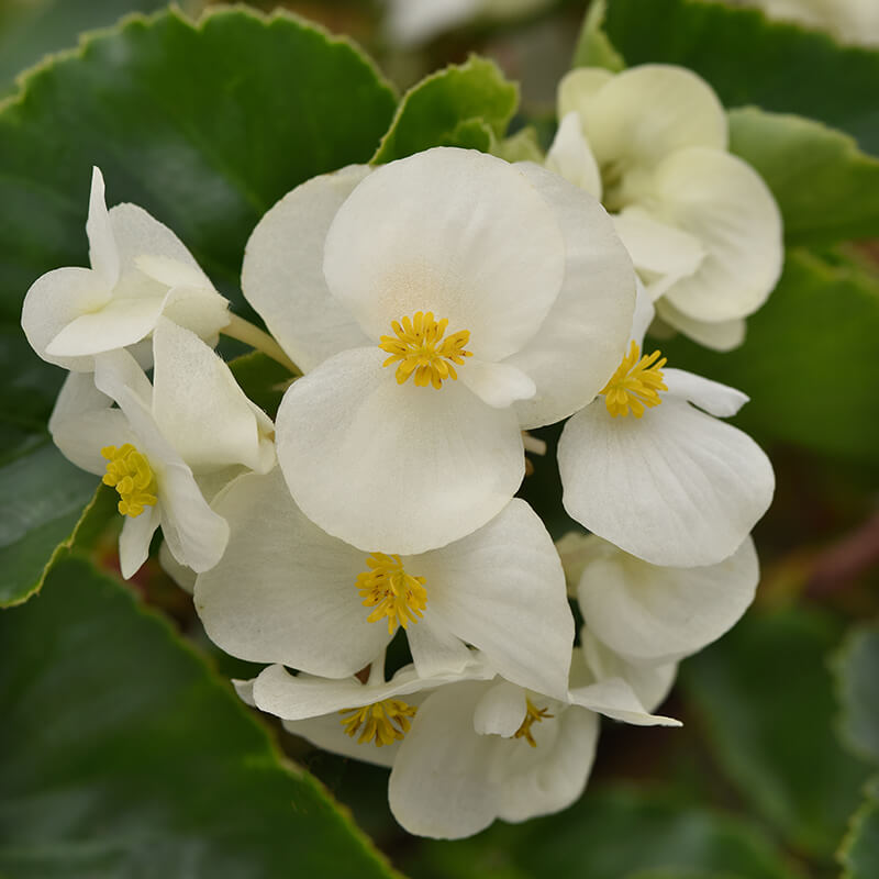 Green White Begonias