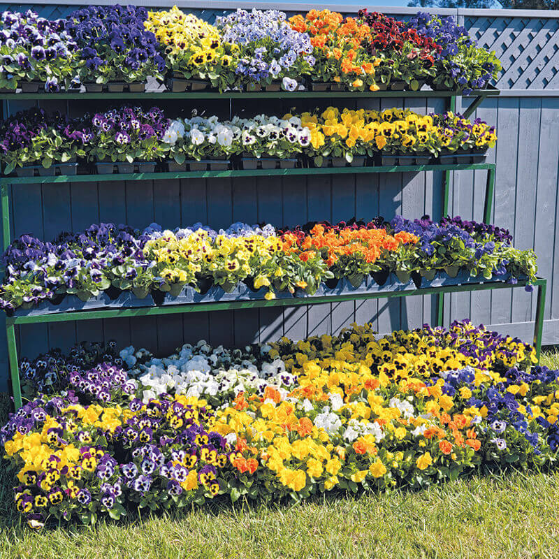 Pansy Inspire Plus Maxi Mix F1 Seed – Harris Seeds