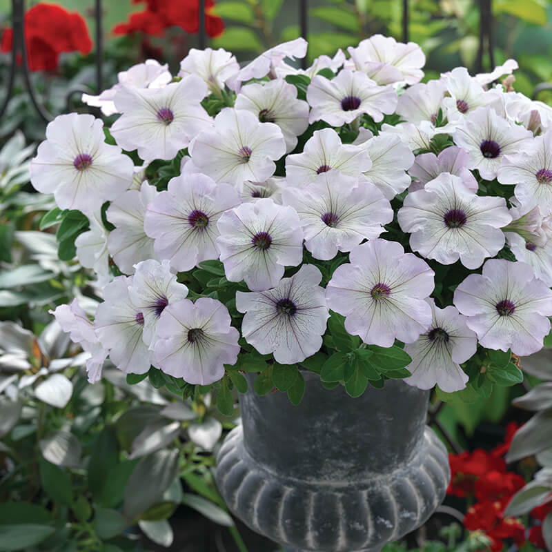 Petunia Trilogy Silver Blotch F1 Seed – Harris Seeds