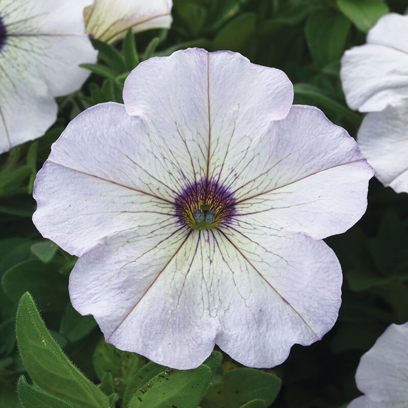 Petunia Trilogy Silver Blotch F1 Seed – Harris Seeds