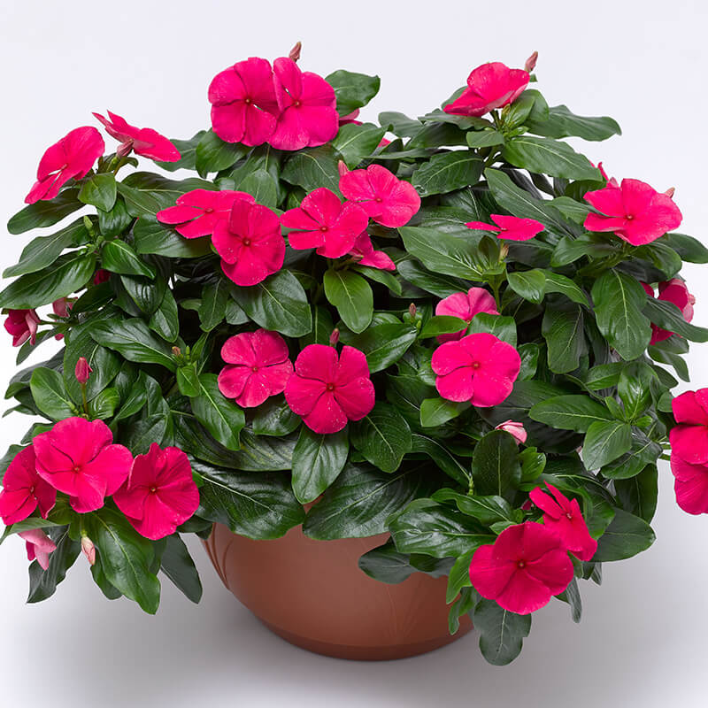 Vinca Cora Cascade XDR Punch F1 Seed – Harris Seeds
