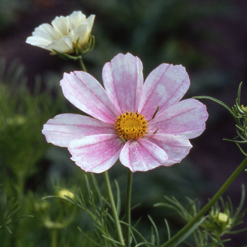 Cosmos Versailles White Rose Edge Seed – Harris Seeds
